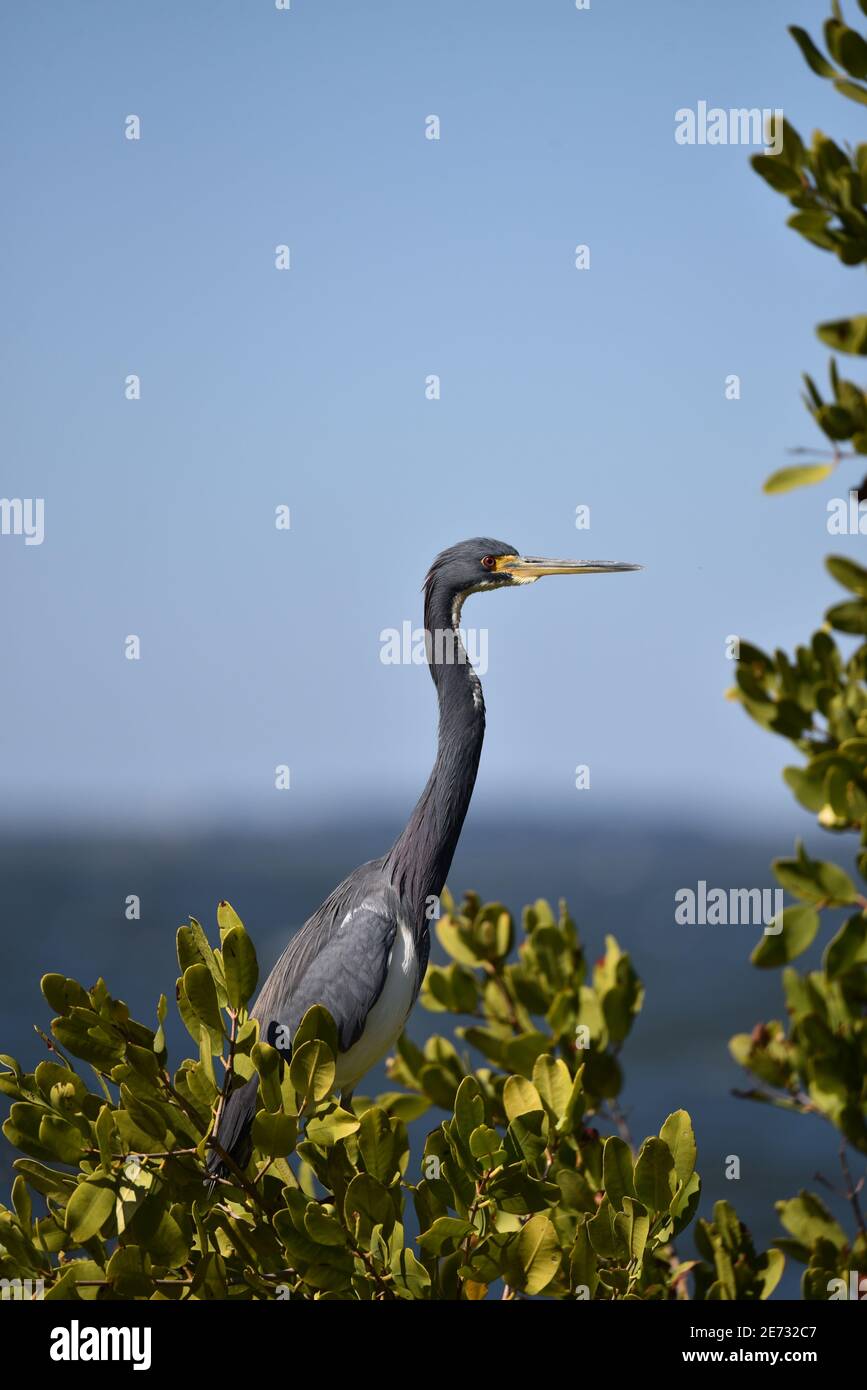 Blue egret hi-res stock photography and images - Alamy