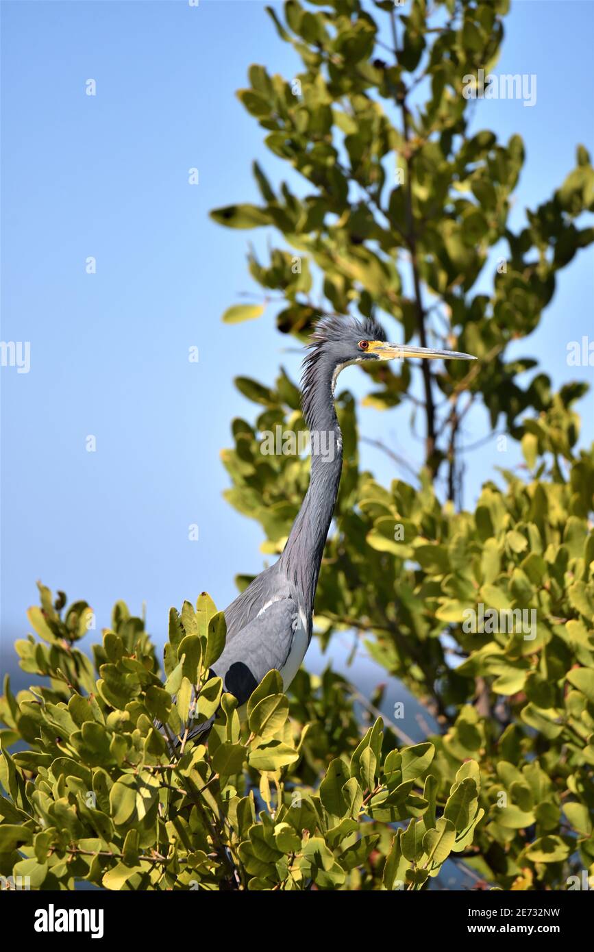 Blue egret hi-res stock photography and images - Alamy