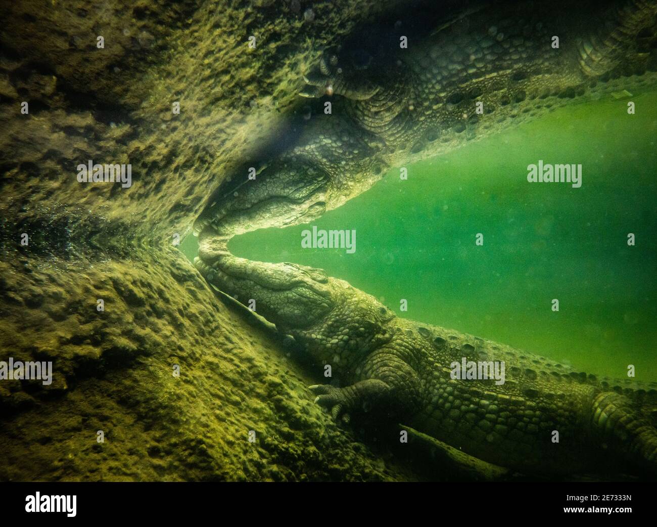 Crocodile on the surface of the water hi-res stock photography and ...