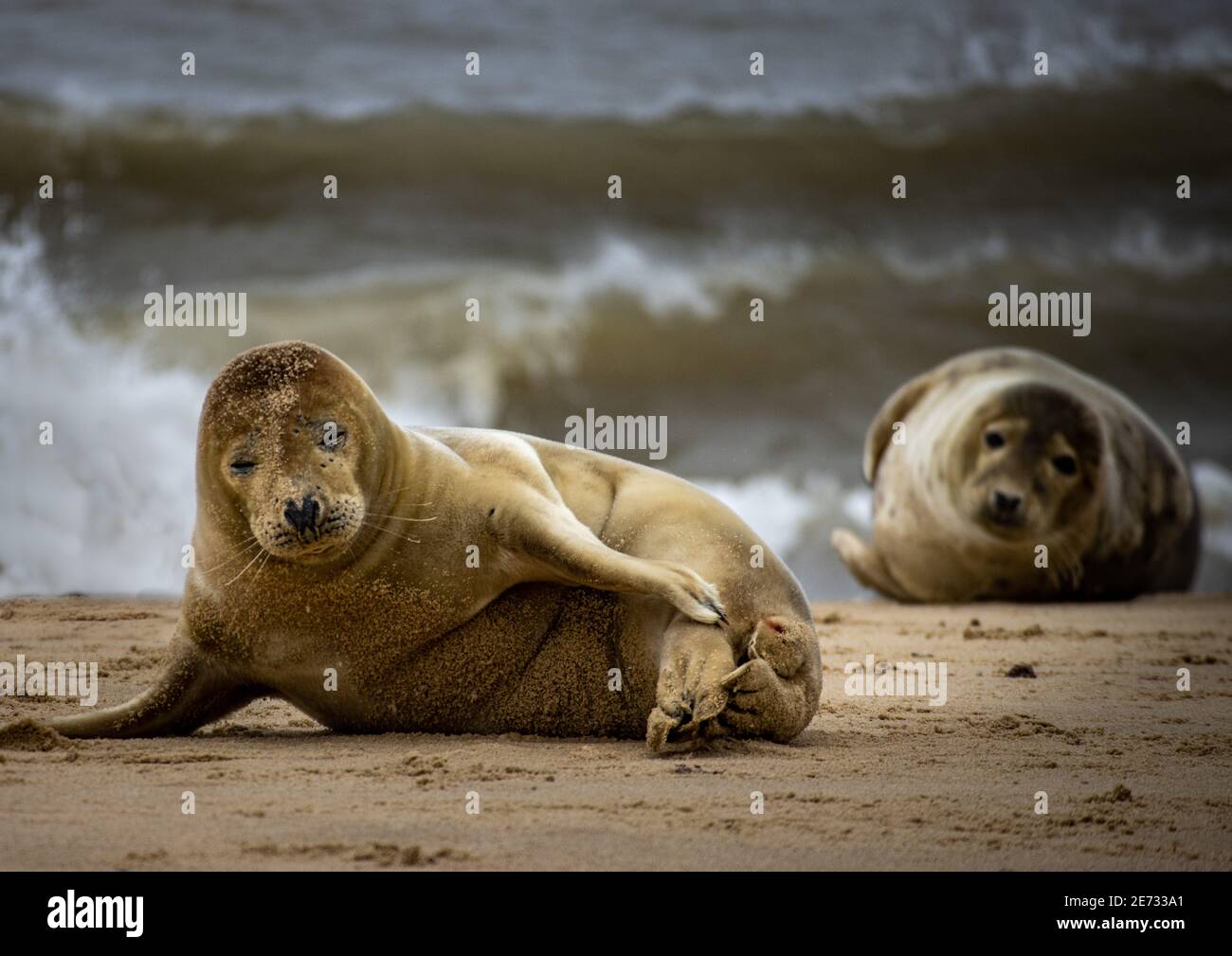 two seals on beach Stock Photo - Alamy
