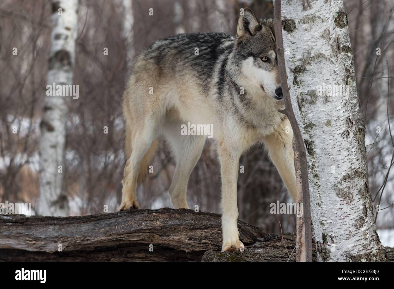 Wolf behind tree hi-res stock photography and images - Alamy