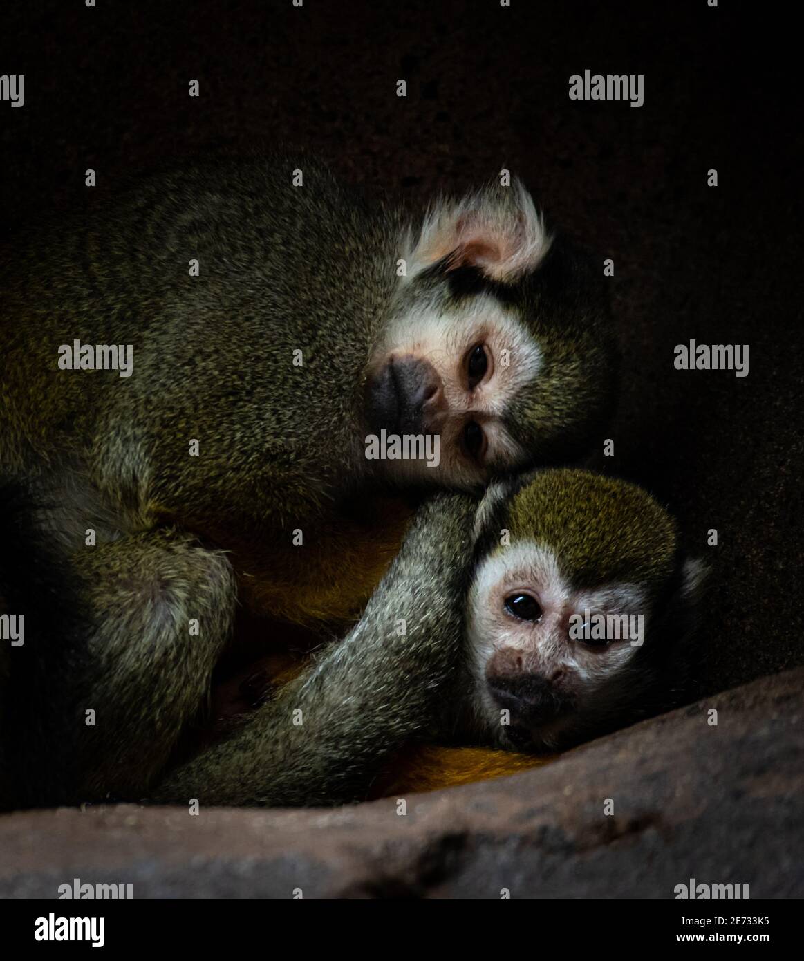 two squirrel monkeys cuddling Stock Photo - Alamy