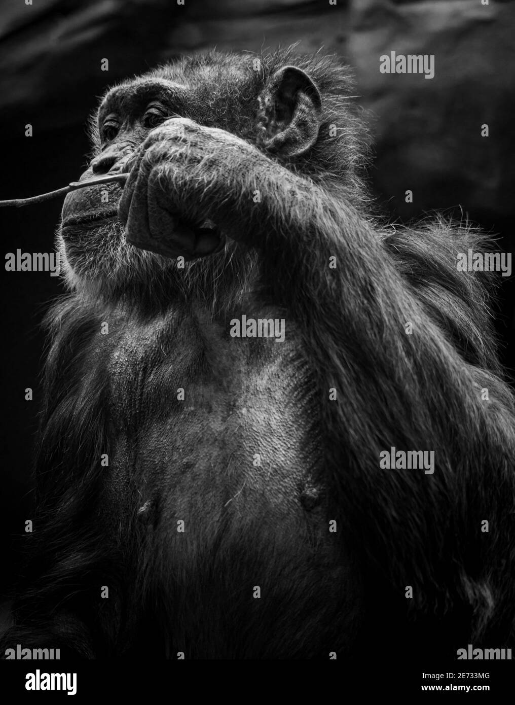 chimp using tools Stock Photo - Alamy