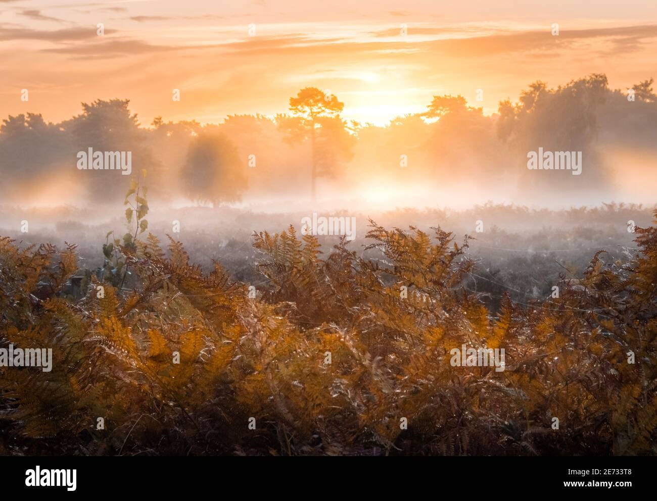 misty sunrise on sutton heath Stock Photo - Alamy