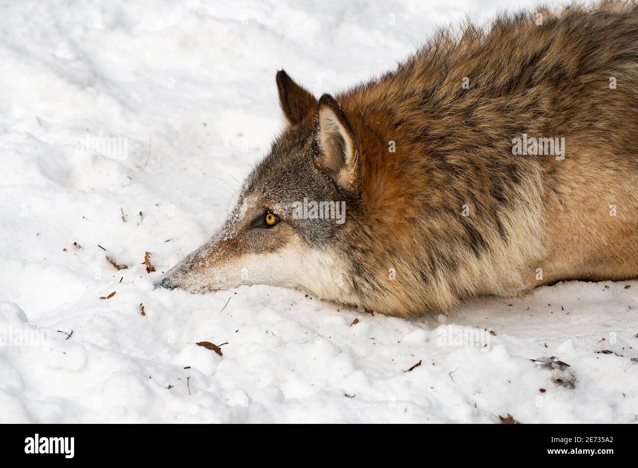 Wolf nose in snow hi-res stock photography and images - Alamy