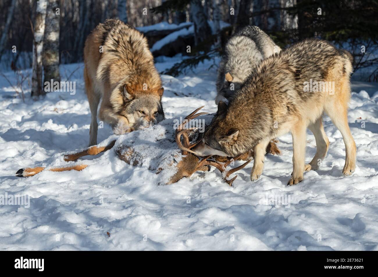 Pack of Grey Wolves (Canis lupus) Tear Into White-Tail Deer Carcass ...
