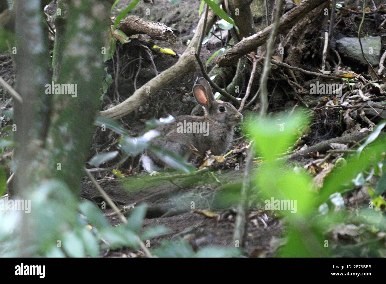 Rabbit hiding in scrub Stock Photo - Alamy