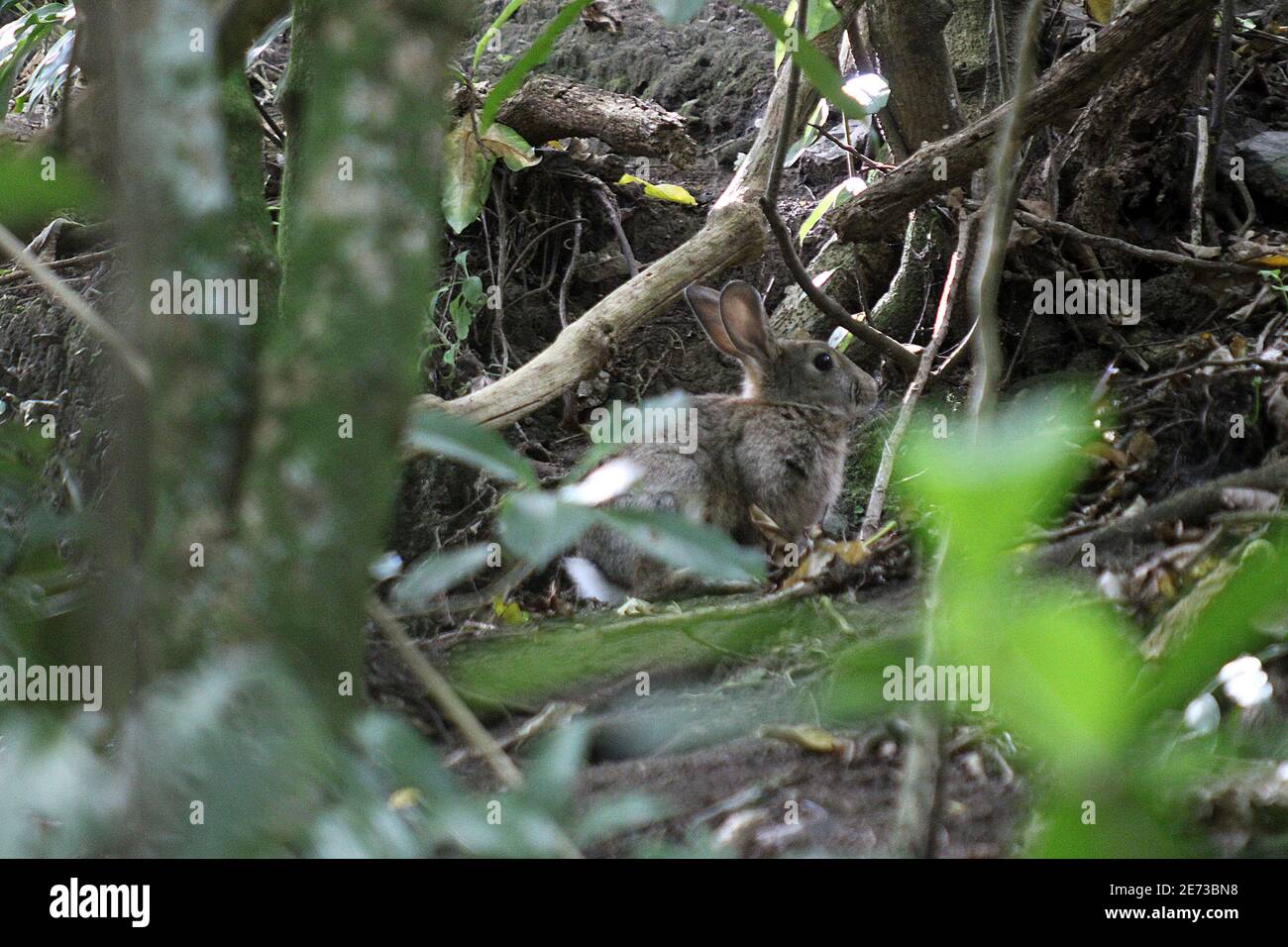 Rabbit hiding in scrub Stock Photo - Alamy
