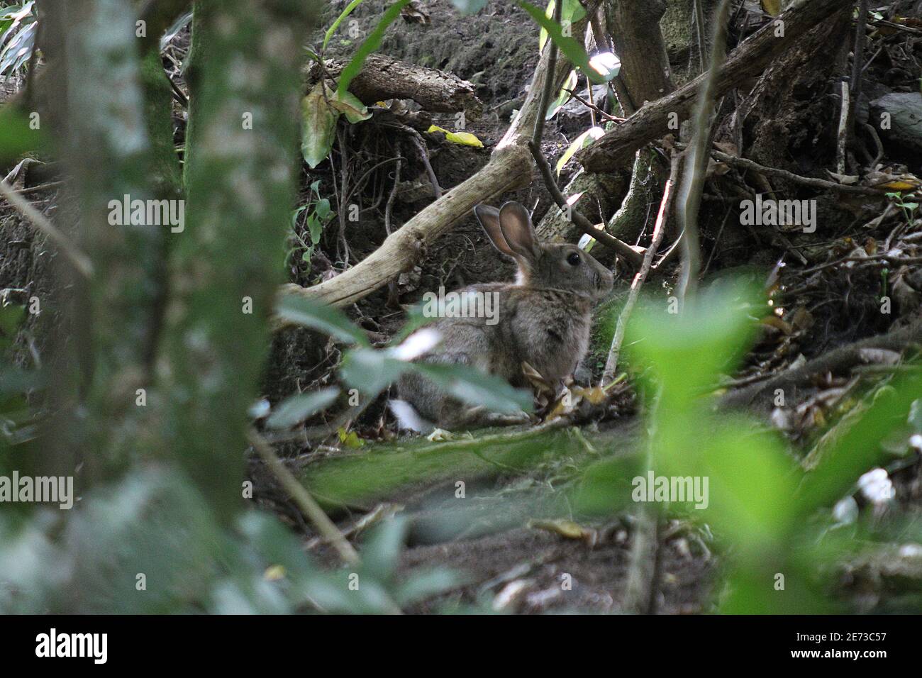 Rabbit hiding in scrub Stock Photo - Alamy