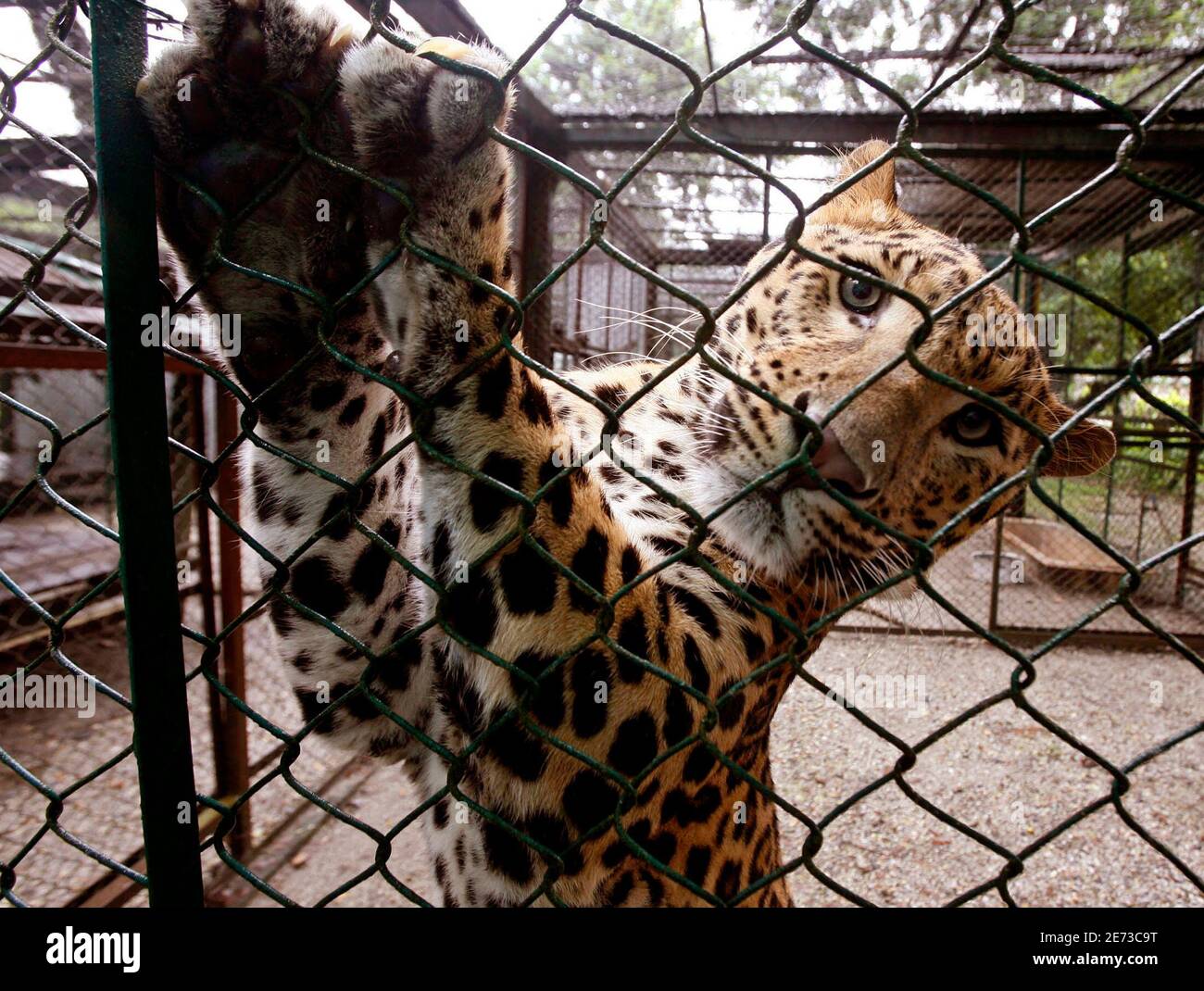 Leopard stands hi-res stock photography and images - Alamy