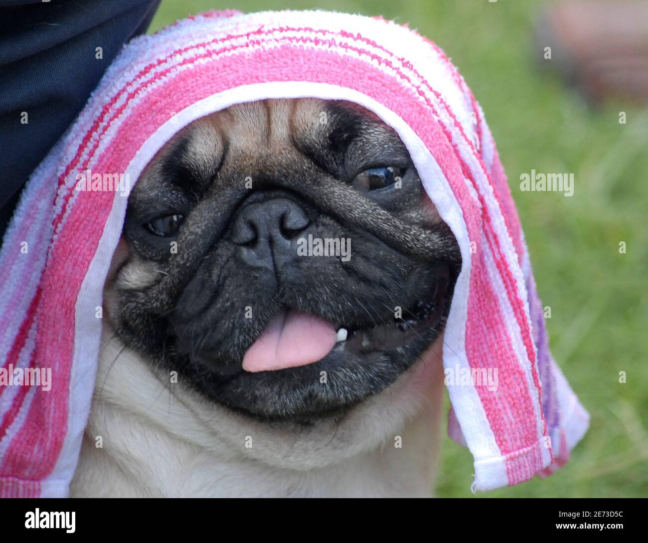 Indian pug dog hi-res stock photography and images - Alamy