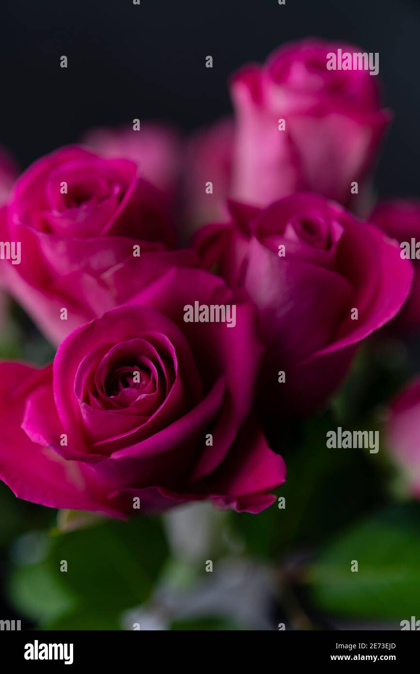 Red-pink roses soft blur with very sharp detail Stock Photo - Alamy