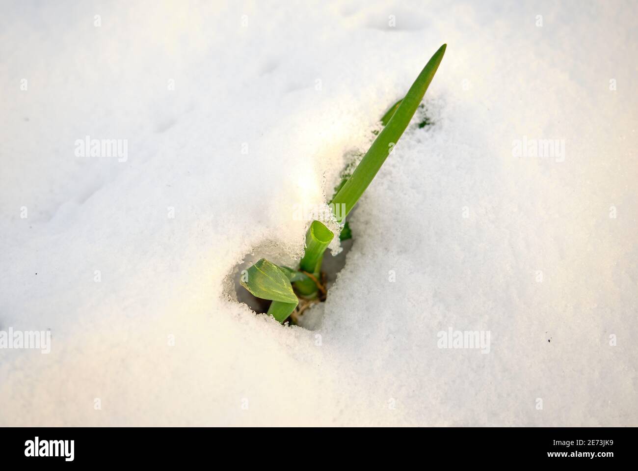 Green plants, leaves of lettuce under the snow during cold and winter ...
