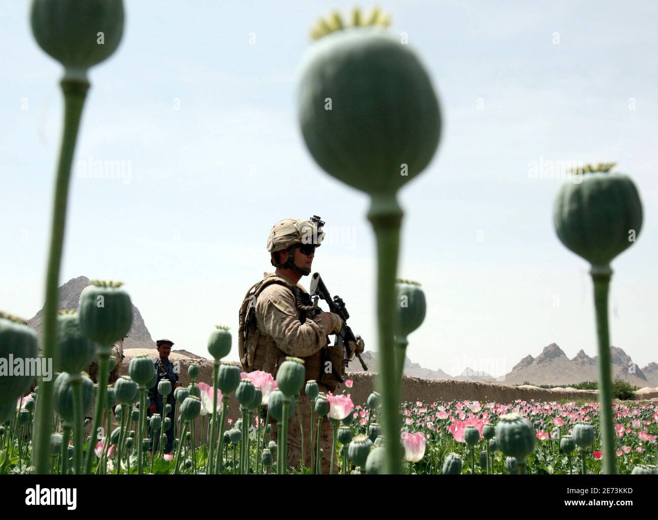 Afghan soldier with a poppy hi-res stock photography and images - Alamy