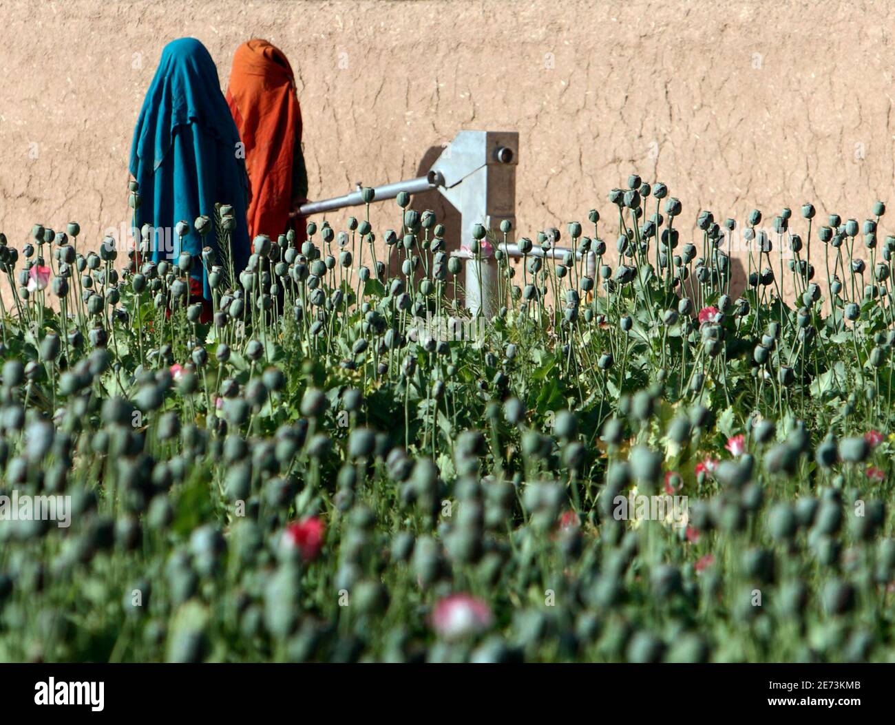 Afghan opium poppy field hi-res stock photography and images - Alamy