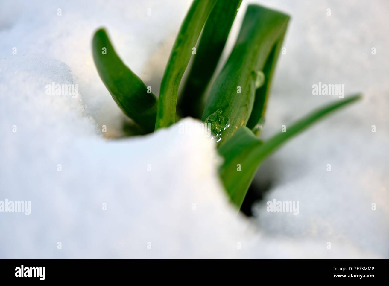 Green plants, leaves of lettuce under the snow during cold and winter ...