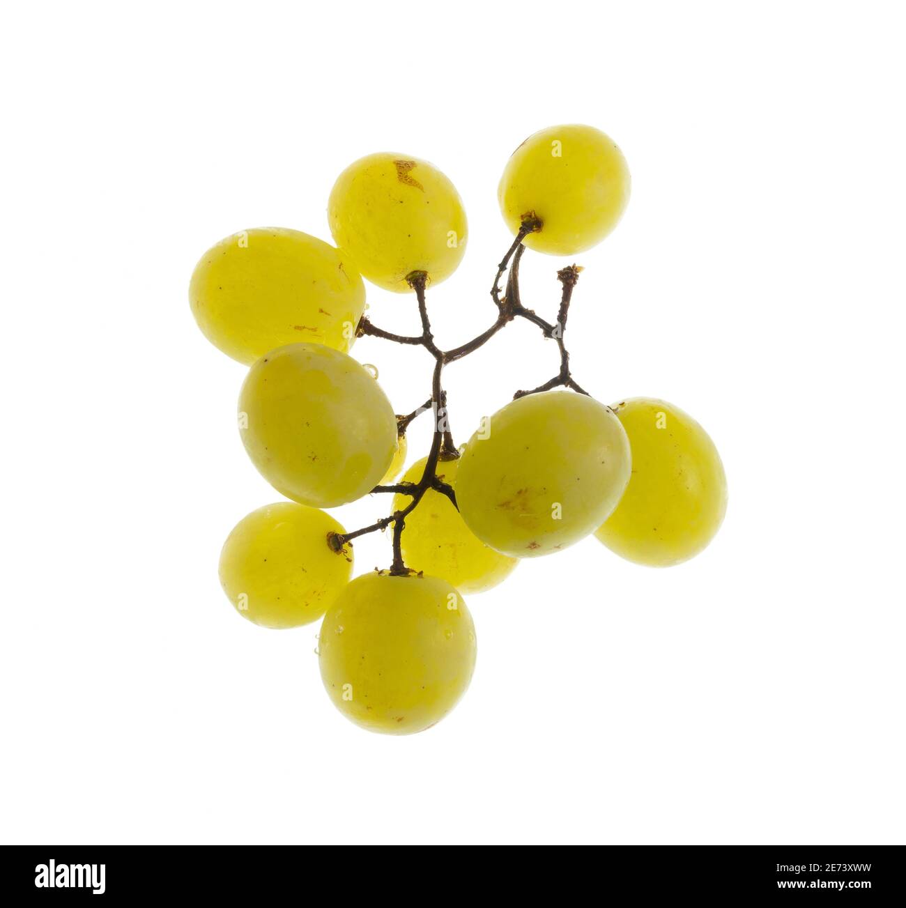 Table grapes vitis vinifera hi-res stock photography and images - Alamy