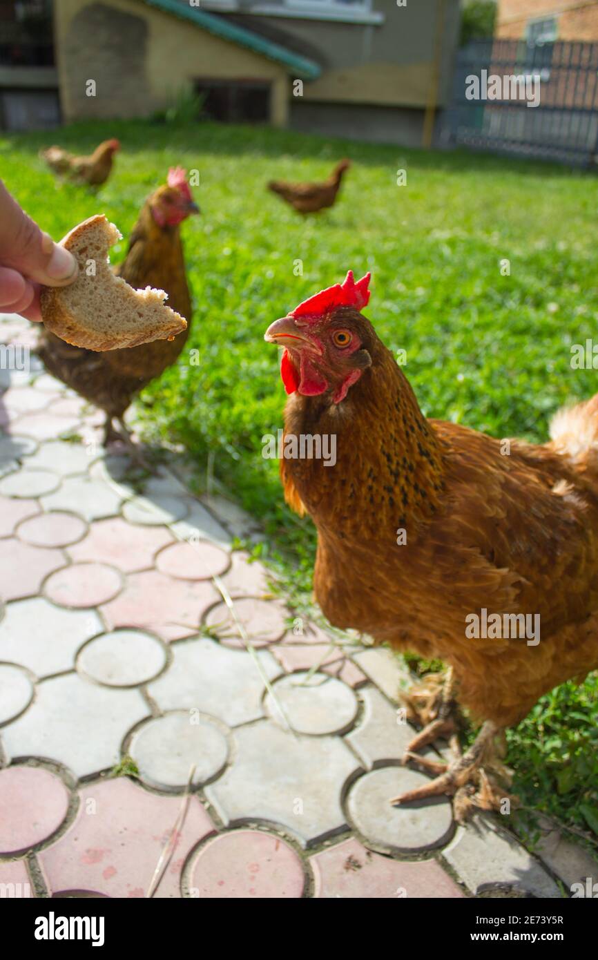 chicken feed the from the hand Stock Photo - Alamy