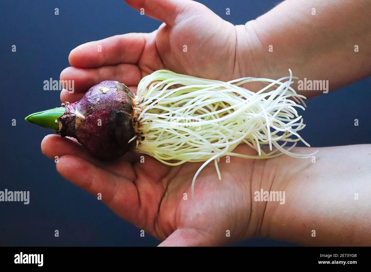 Bulbous With Roots High Resolution Stock Photography and Images - Alamy
