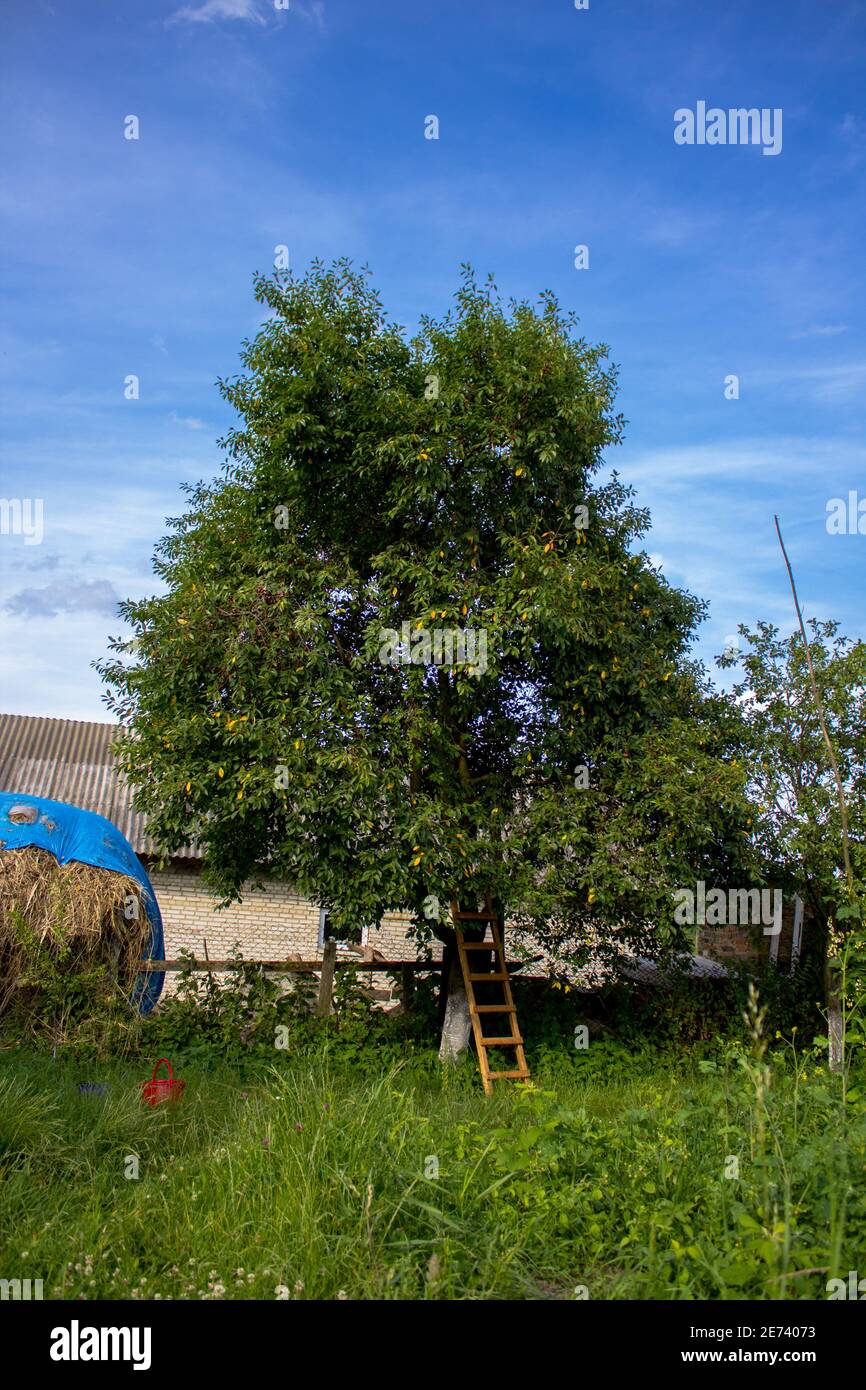 cherry tree and ladder Stock Photo - Alamy