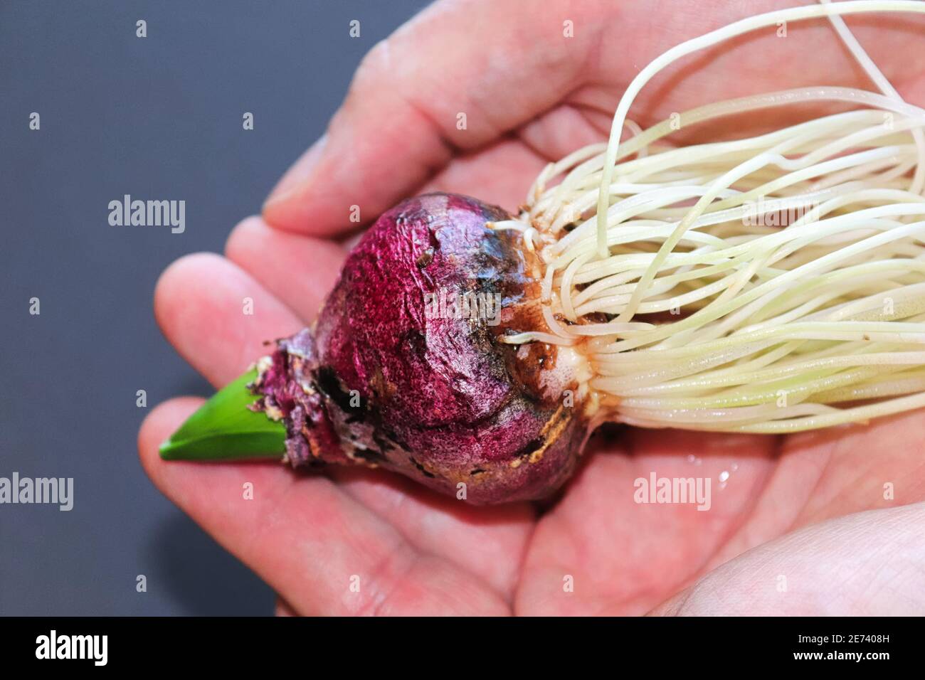 Bulbous With Roots High Resolution Stock Photography and Images - Alamy