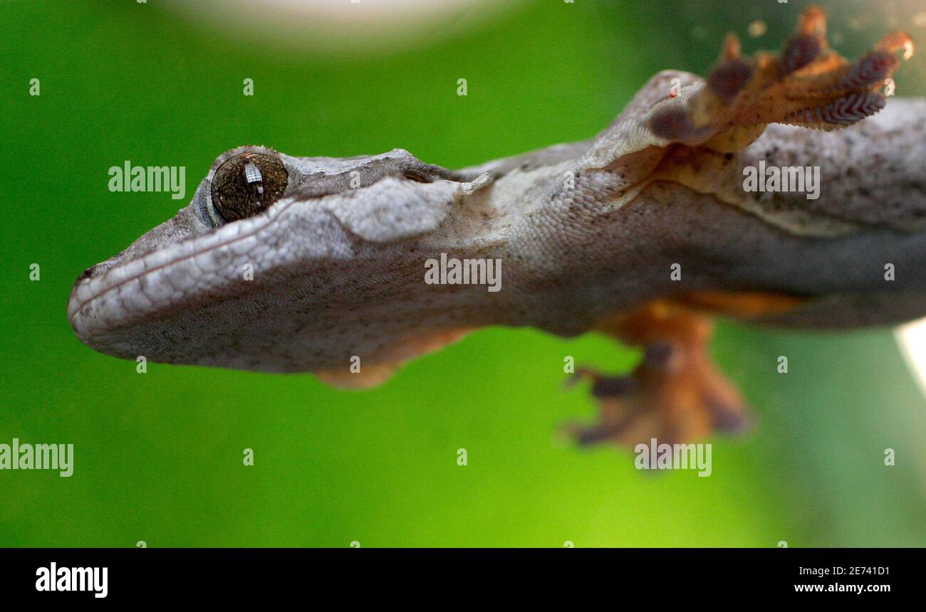 Flying Gecko High Resolution Stock Photography and Images - Alamy