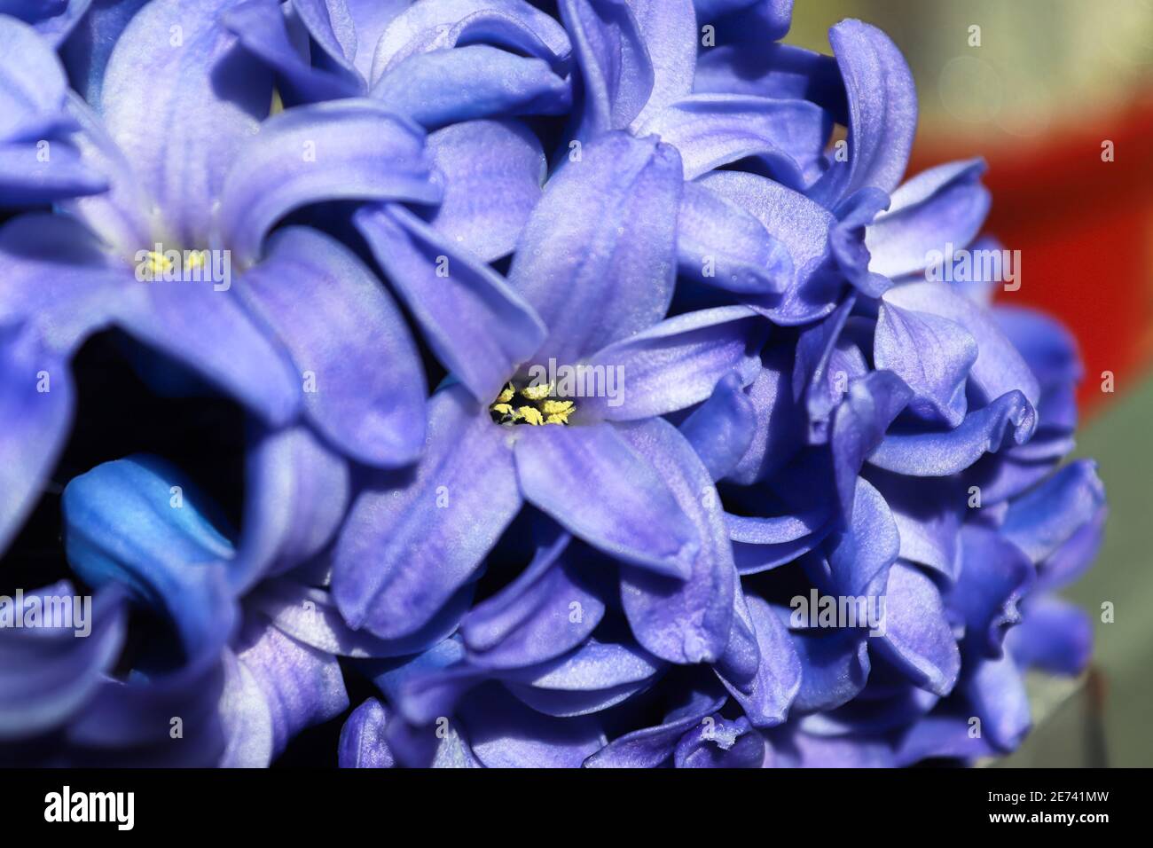 A cluster of deep blue hyacinth flowers in bloom Stock Photo - Alamy