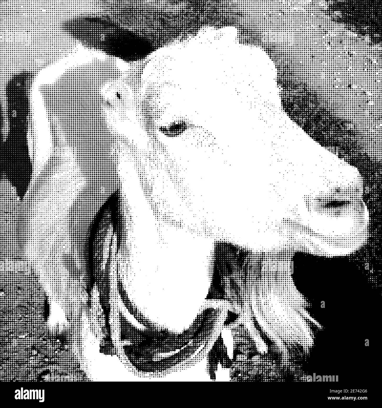 Goat portrait. Illustration Stock Photo - Alamy