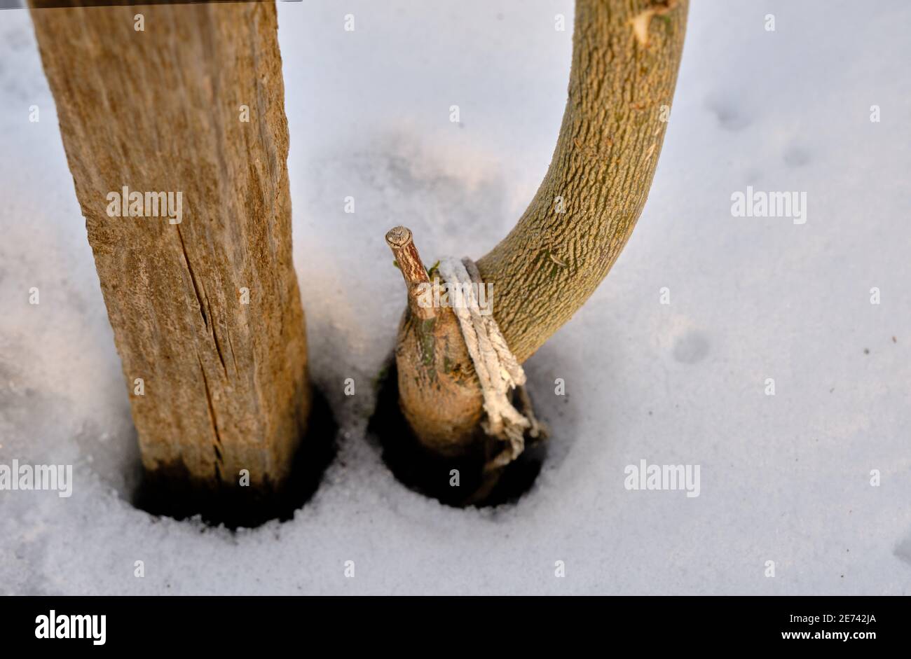 Small lemon tree branch coming under the snow accumulation. Winter ...