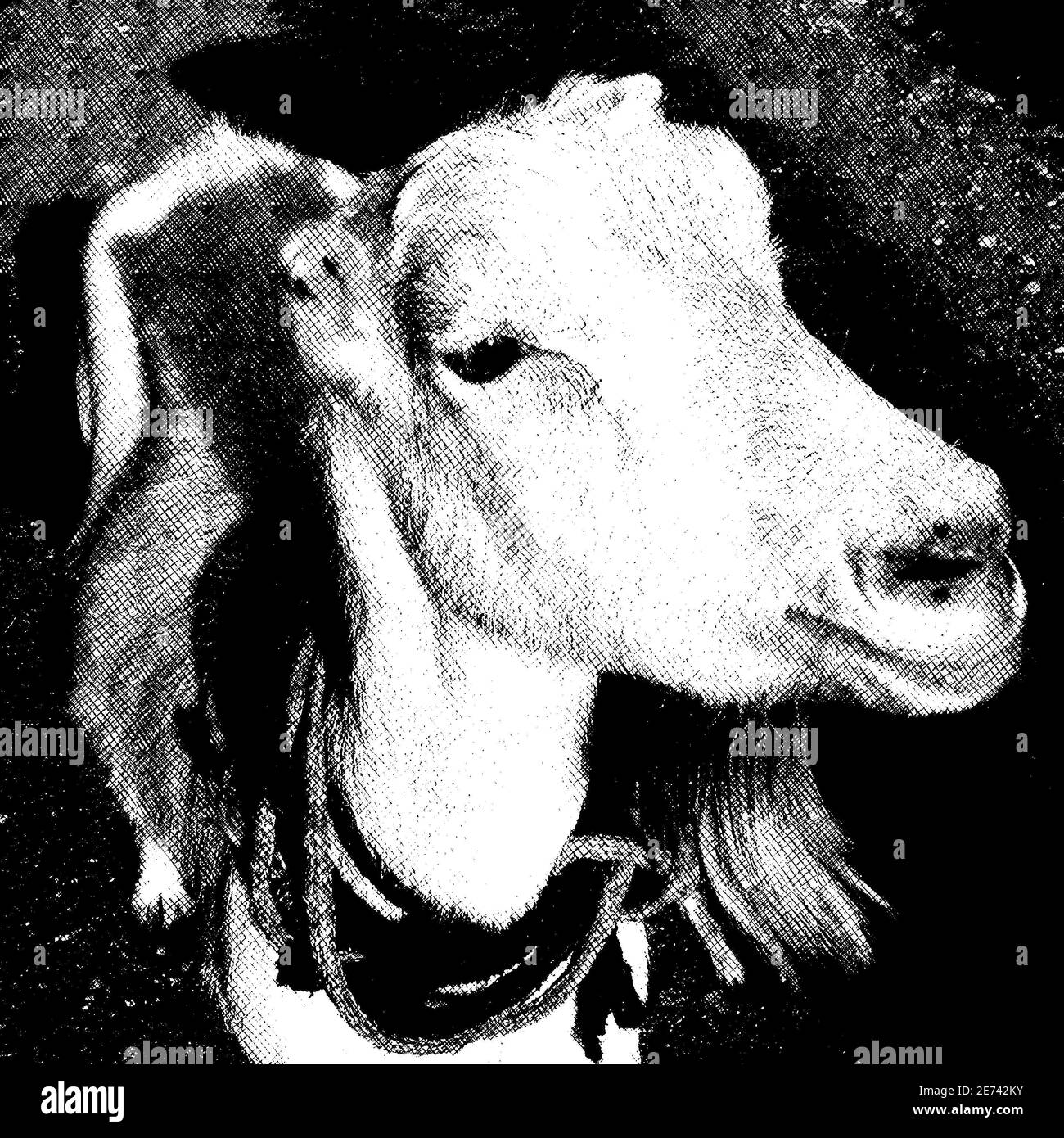 Goat portrait. Illustration Stock Photo - Alamy