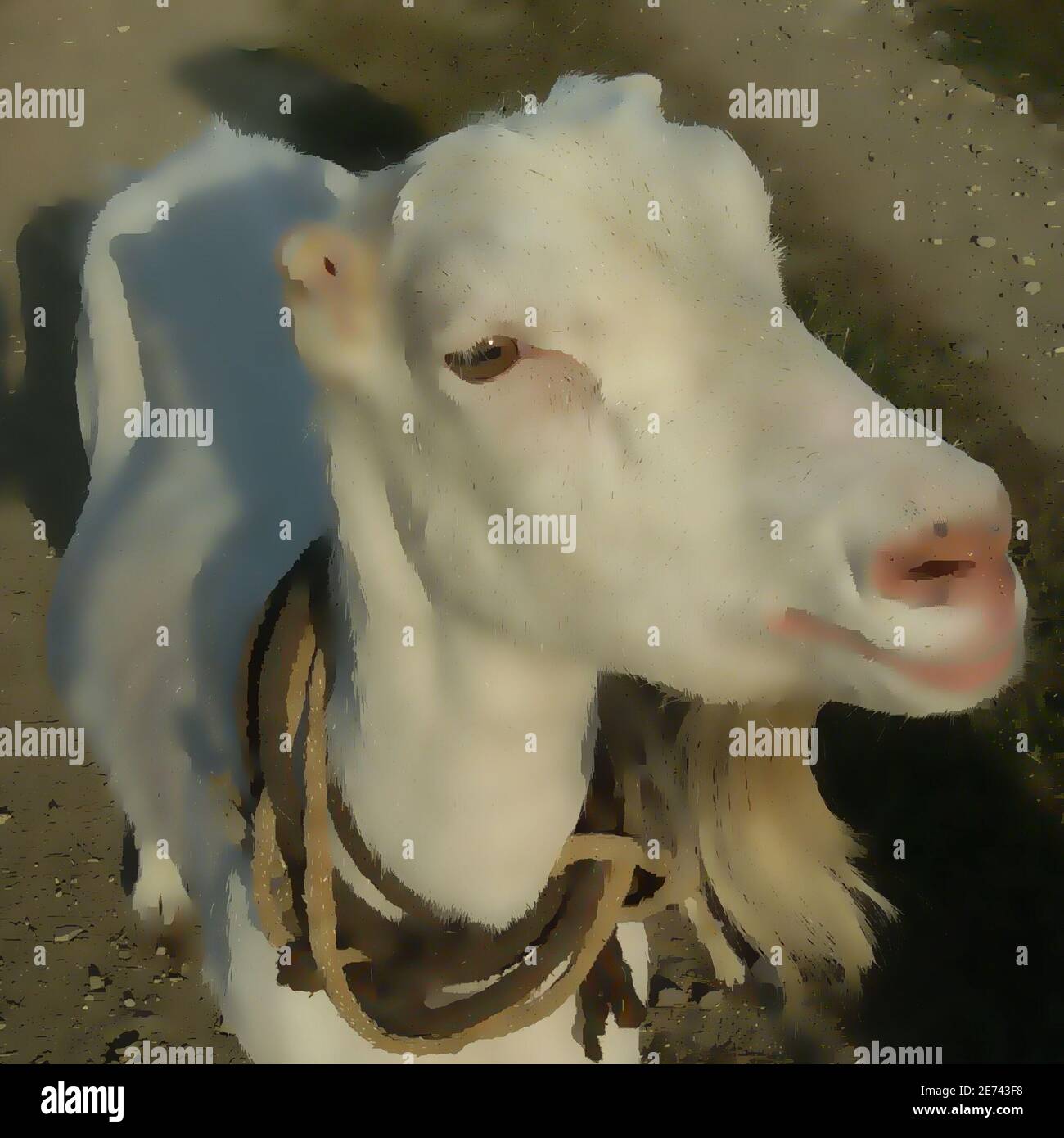 Goat portrait. Illustration Stock Photo - Alamy