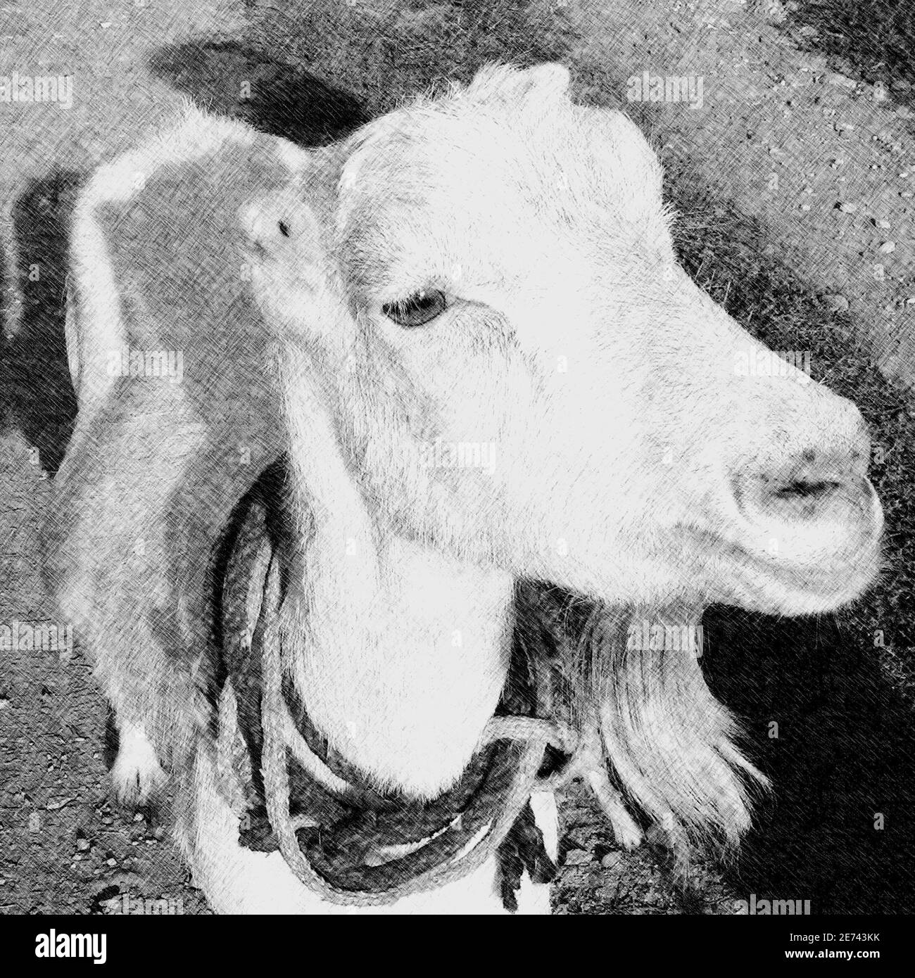 Goat portrait. Illustration Stock Photo - Alamy