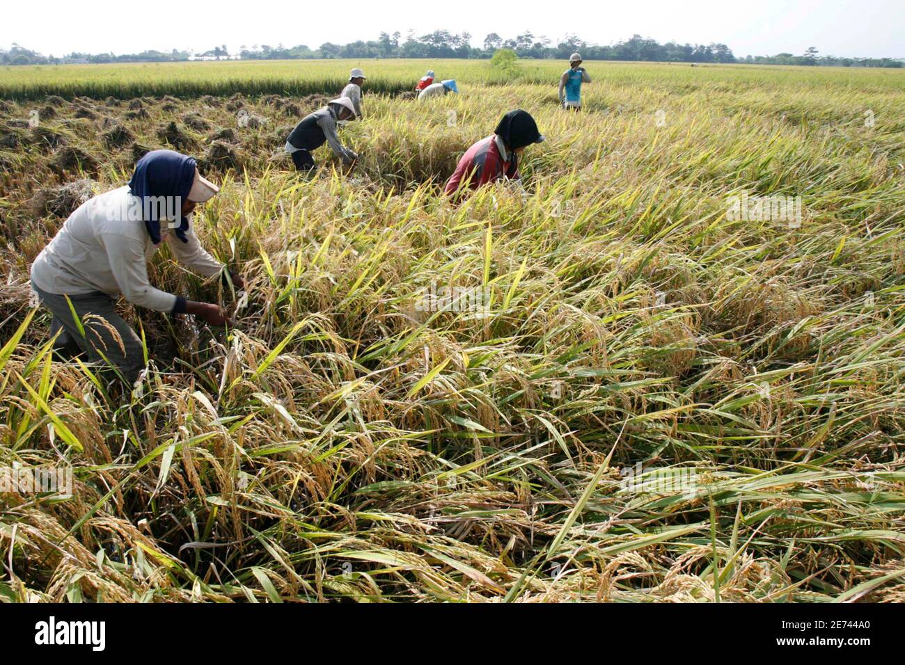 Cut paddy hi-res stock photography and images - Alamy
