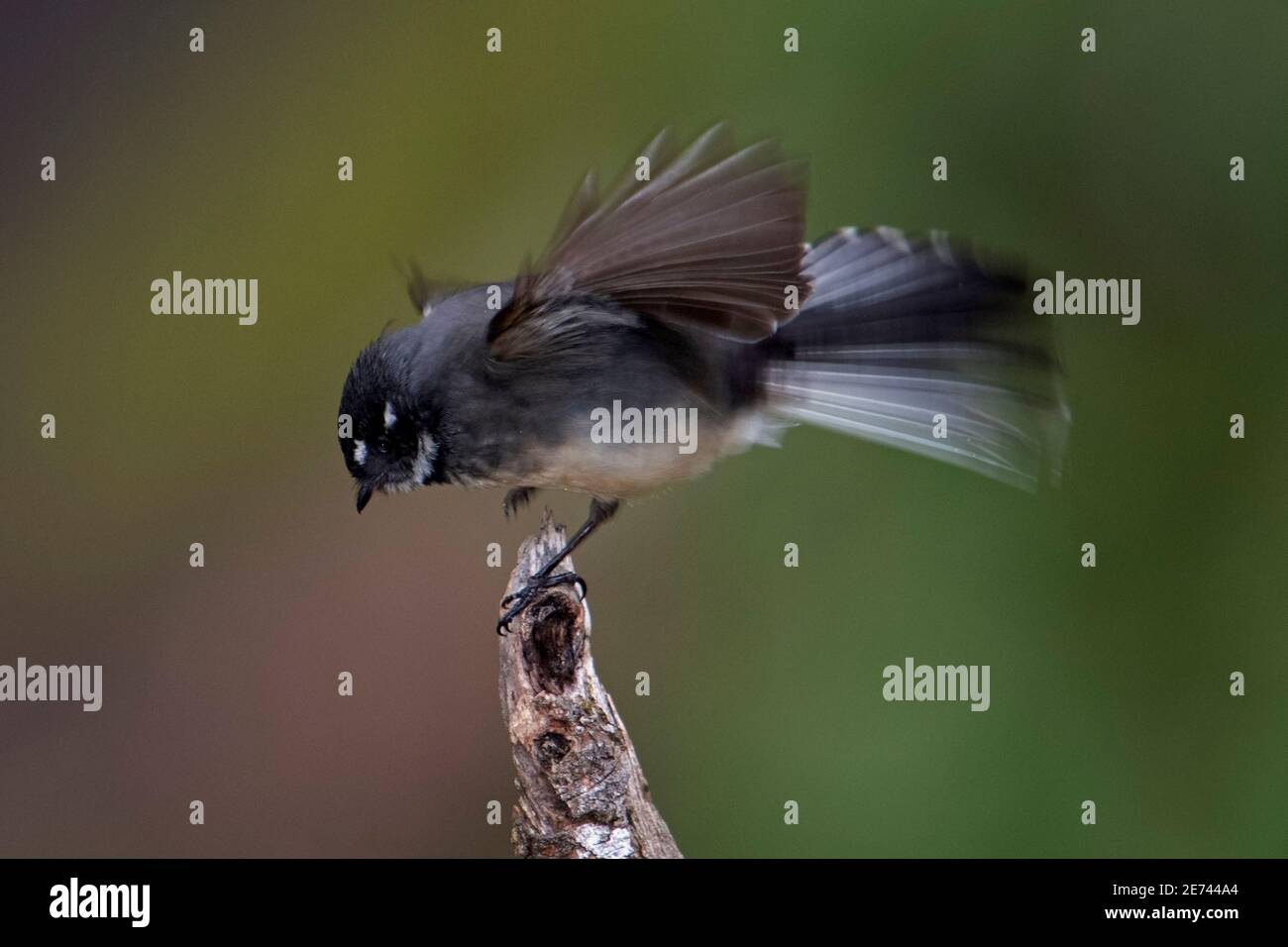 grey fantail rhipidura fuliginosa standing on tree stump flapping wings ...