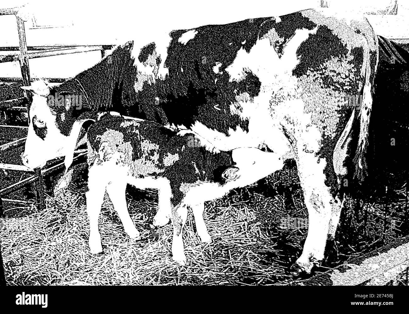 Cow and calf on the farm Stock Photo - Alamy