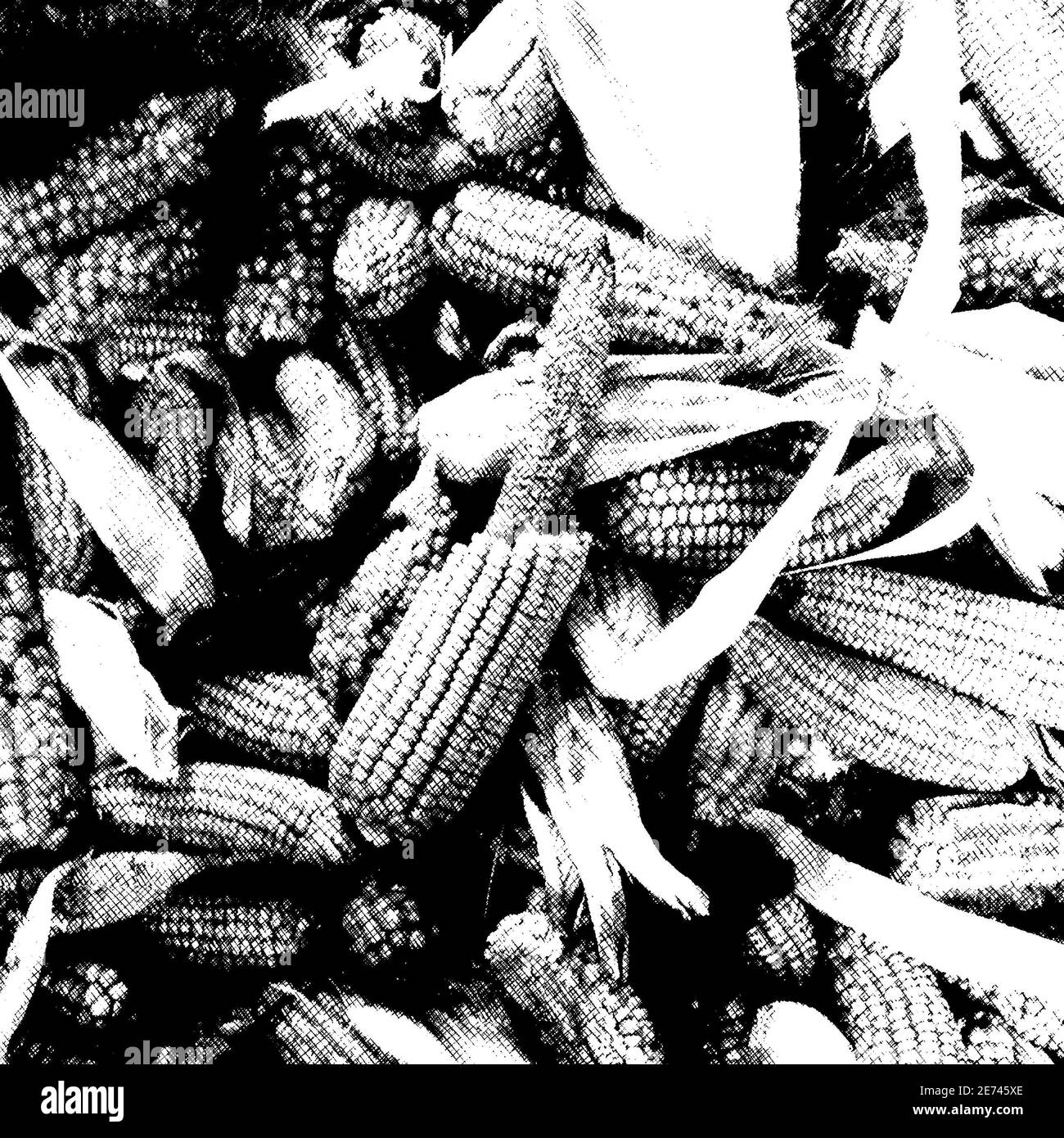 Corn cobs on pile in storage. Illustration Stock Photo - Alamy