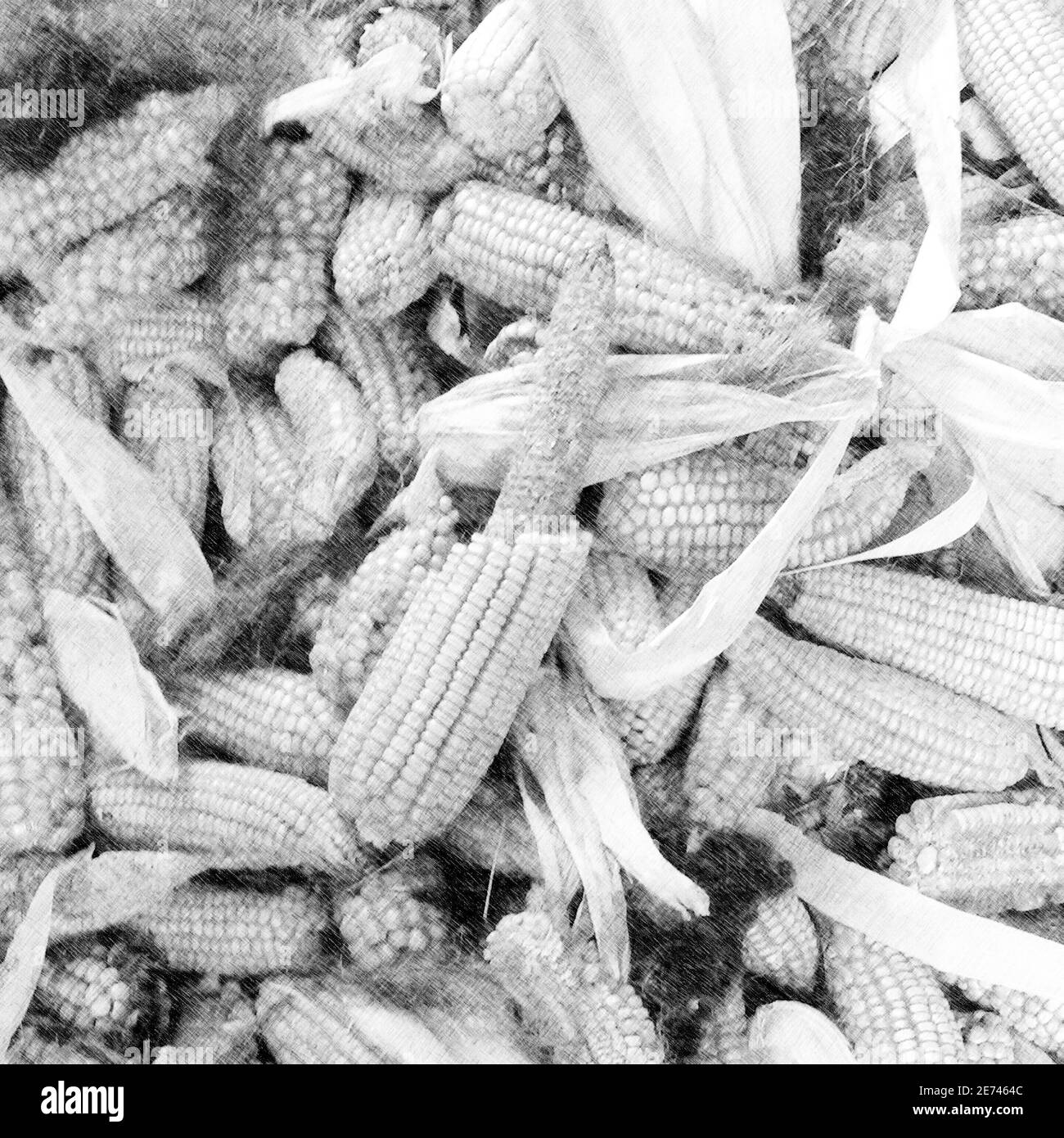 Corn pile Black and White Stock Photos & Images - Alamy