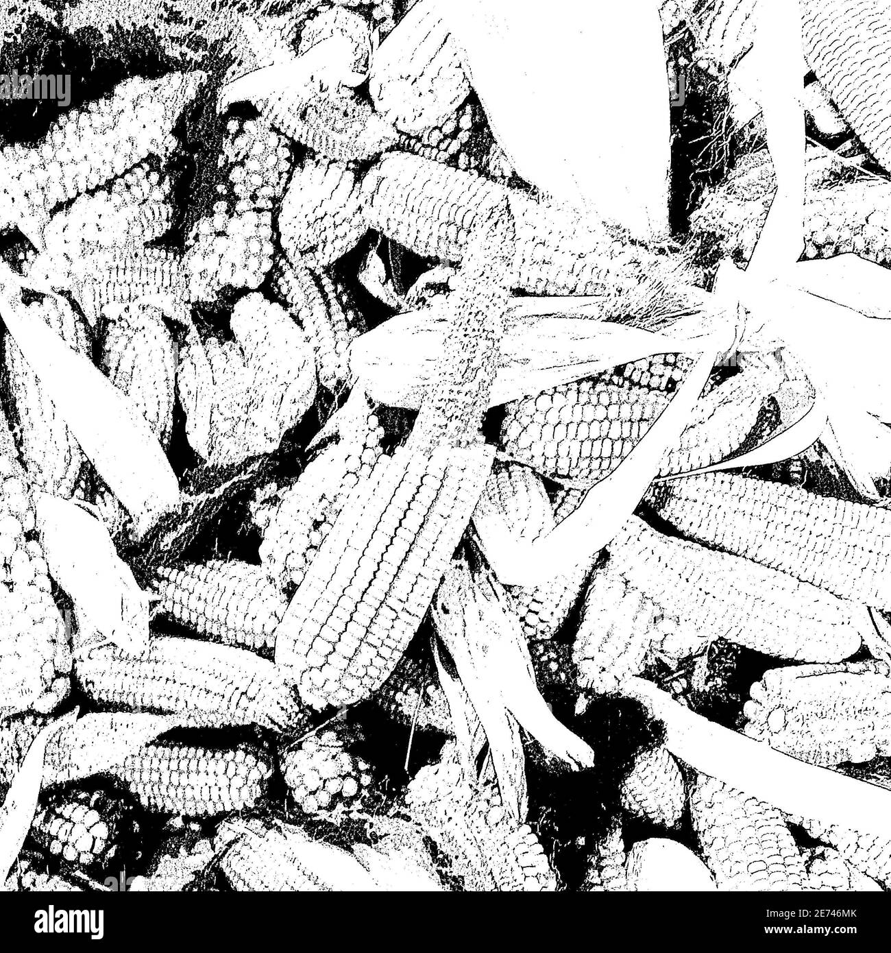 Corn cobs on pile in storage. Illustration Stock Photo - Alamy