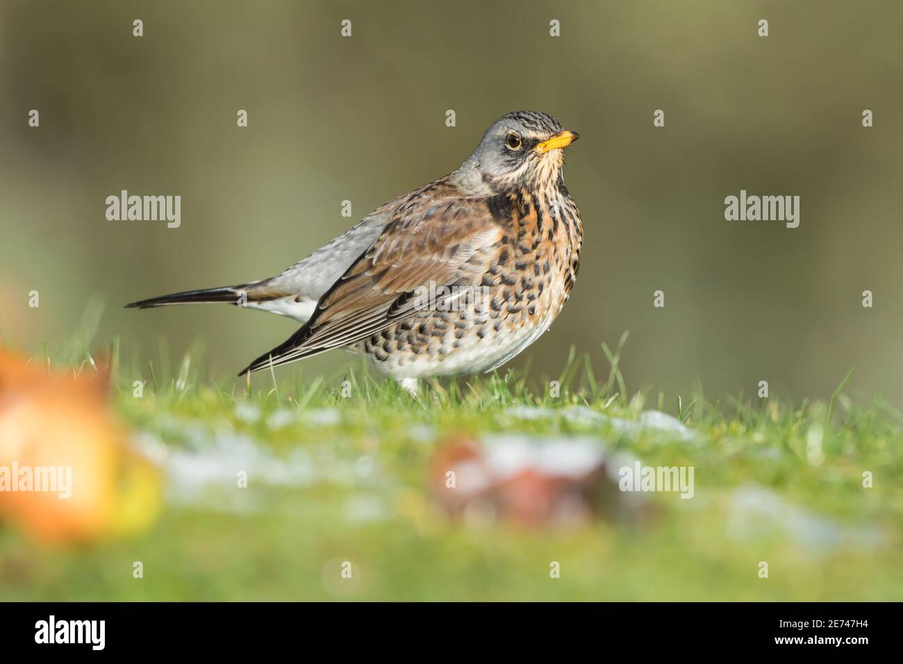 Fieldfare england hi-res stock photography and images - Alamy