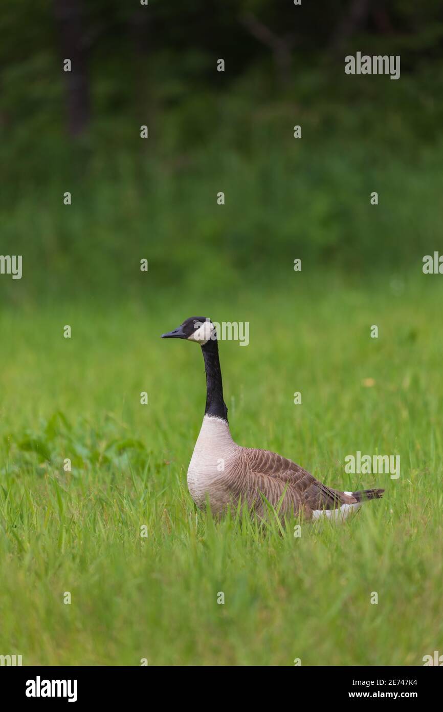 Wisconsin native bird hi-res stock photography and images - Alamy