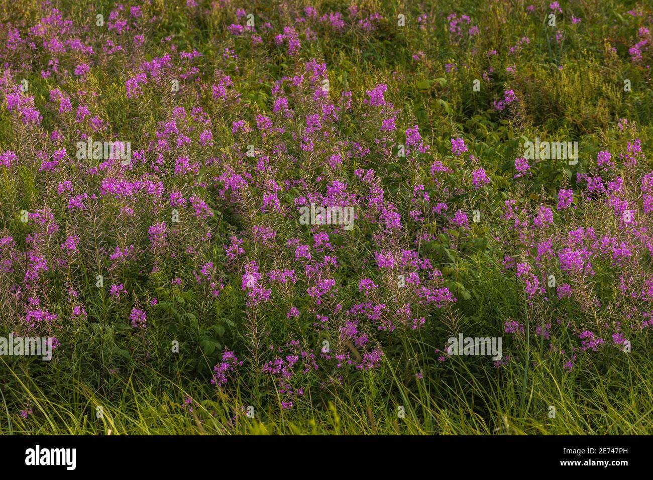 Roadside fireweed hi-res stock photography and images - Alamy