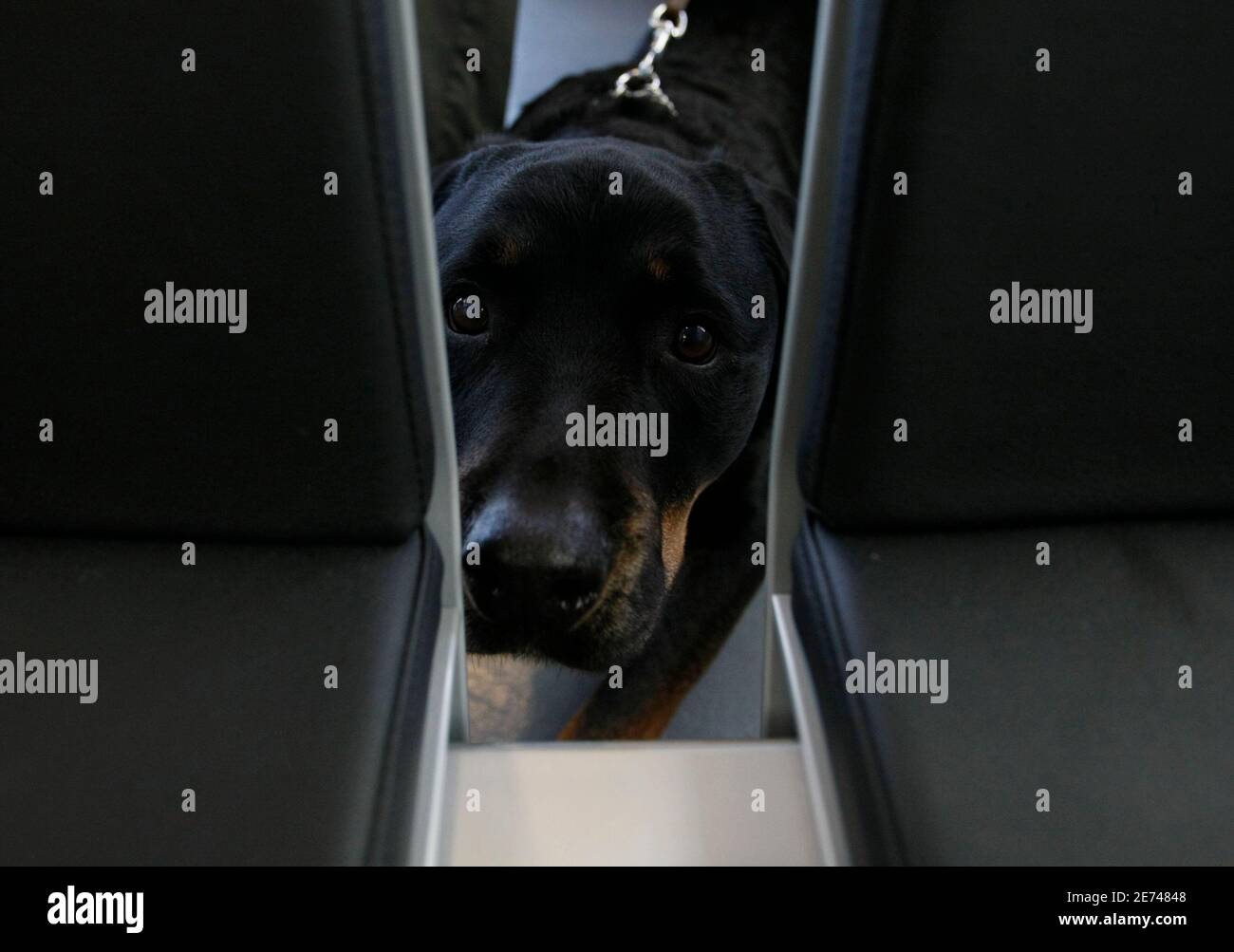 Shepherd rottweiler cross hi-res stock photography and images - Alamy