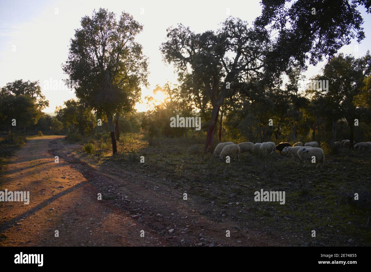 Mountain pastura hi-res stock photography and images - Alamy