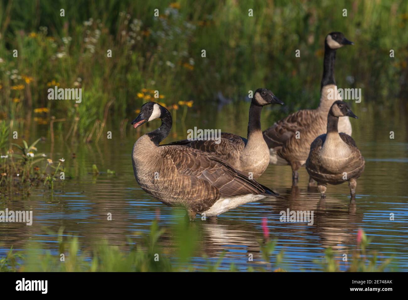 Family of Canada geese in a wetland in northern Wisconsin Stock Photo ...