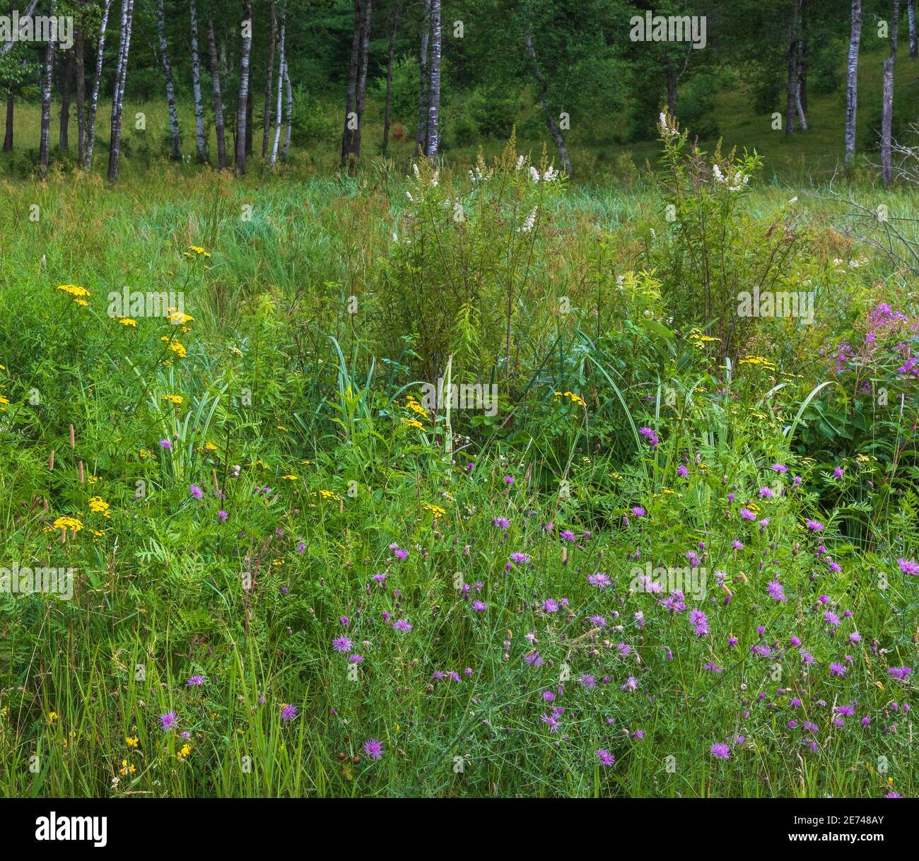 Wildflowers growing in northern Wisconsin Stock Photo - Alamy