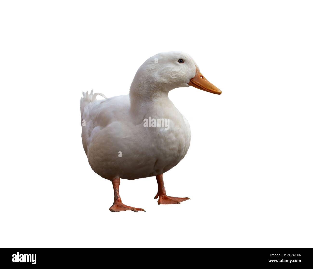 Large white duck in full growth isolated on white background Stock ...