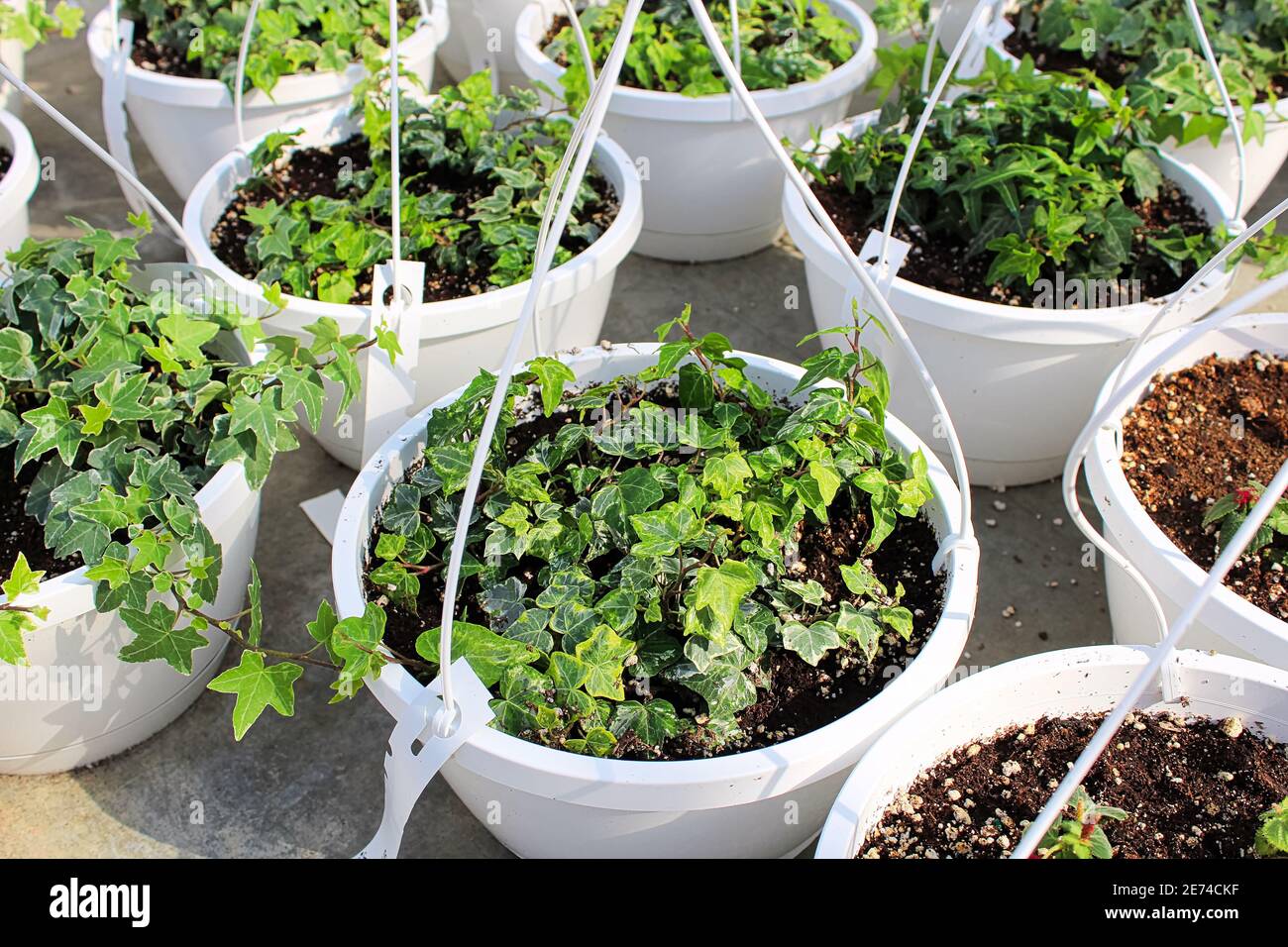 Seedling English Ivy plants growing in hanging pots Stock Photo - Alamy