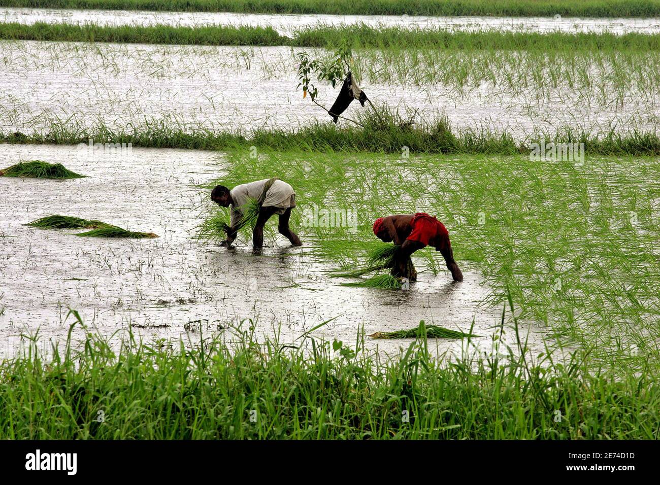 Waterlogged crops india hi-res stock photography and images - Alamy