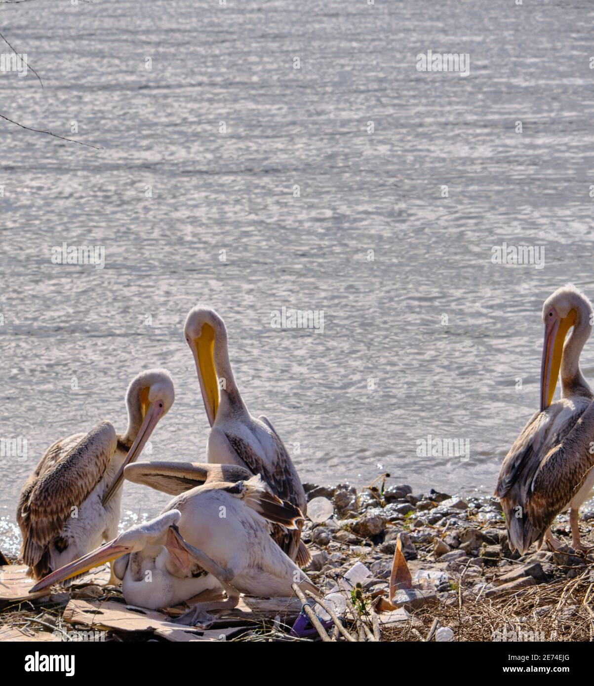 Groups of storks near the old and ancient boat made of stone with ...