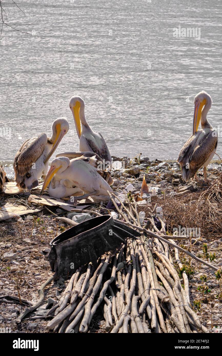 Groups of storks near the old and ancient boat made of stone with ...